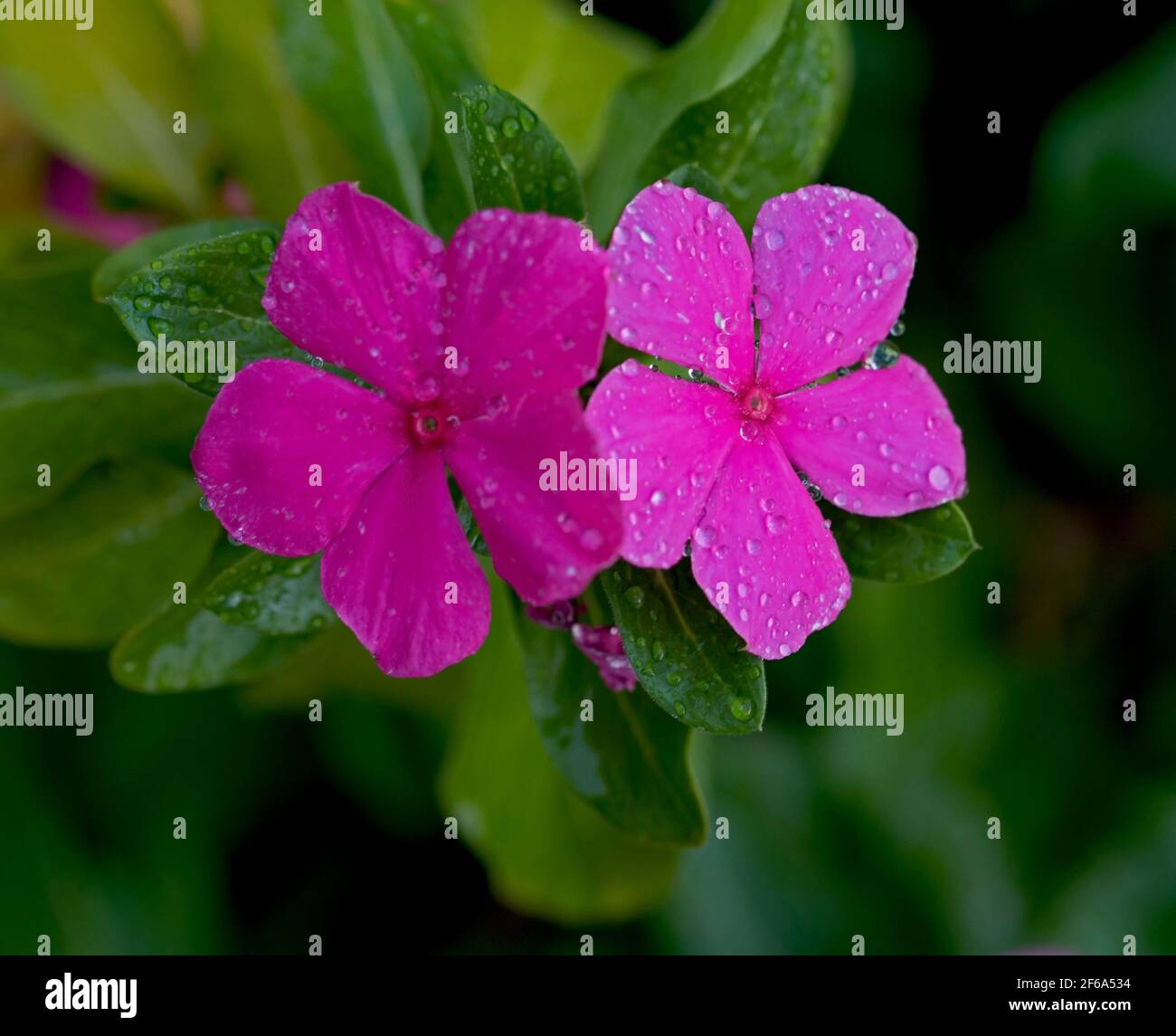 Pink periwinkle hi-res stock photography and images - Alamy