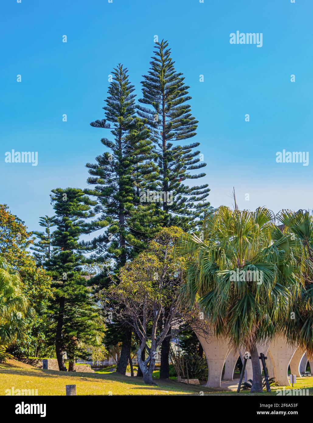 A row of real trees keep their concrete counterparts in the shadow and ...