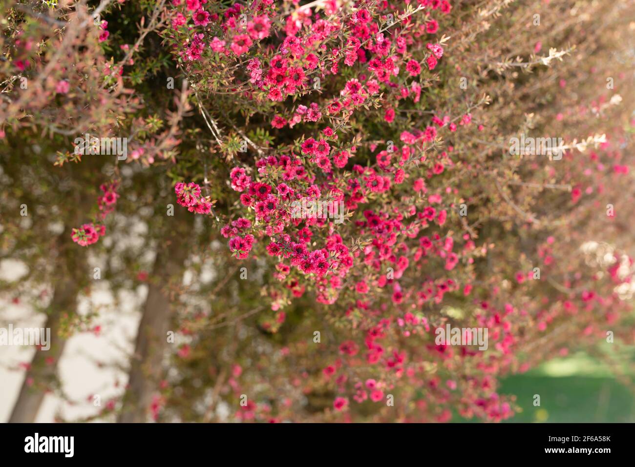 Manuka trees, Leptospermum scoparium (Tea tree) in bloom. Branch with ...