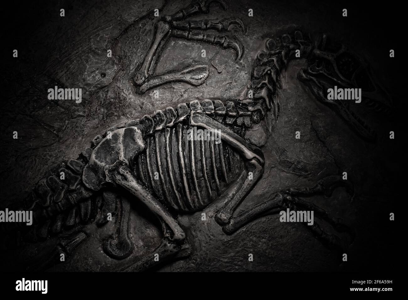 top view central part of dinosaur skeleton fossil with details Stock ...
