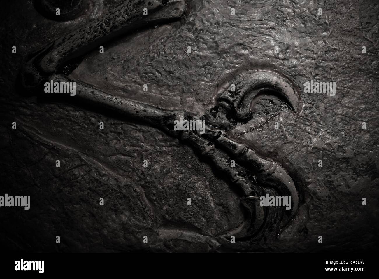 top view dinosaur skeleton fossil of the craw with details Stock Photo ...