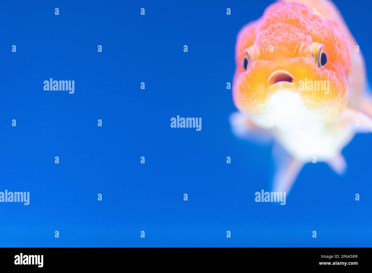 cute gold fish looking at the camera Stock Photo - Alamy