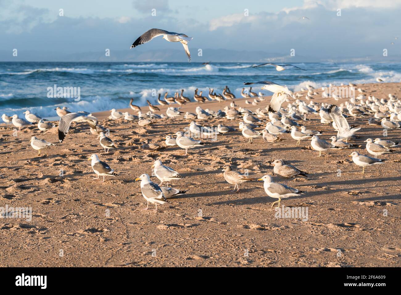 Great colony of seagulls on the beach at sunset, California Central ...