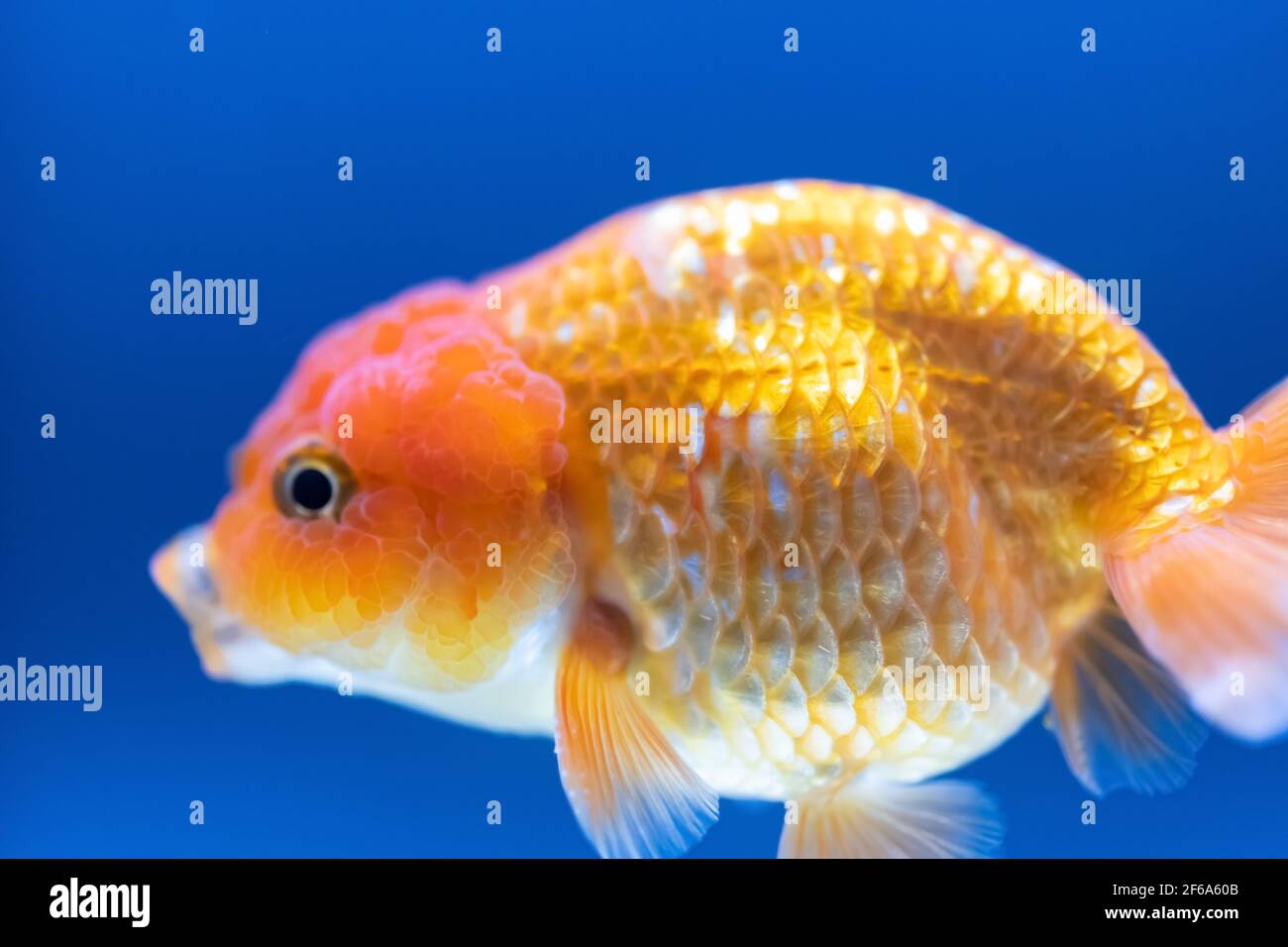 cute gold fish with the mouth opened close up Stock Photo - Alamy