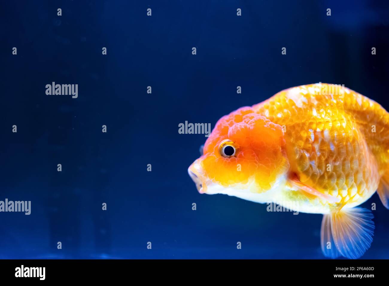 cute gold fish with the mouth opened close up Stock Photo - Alamy