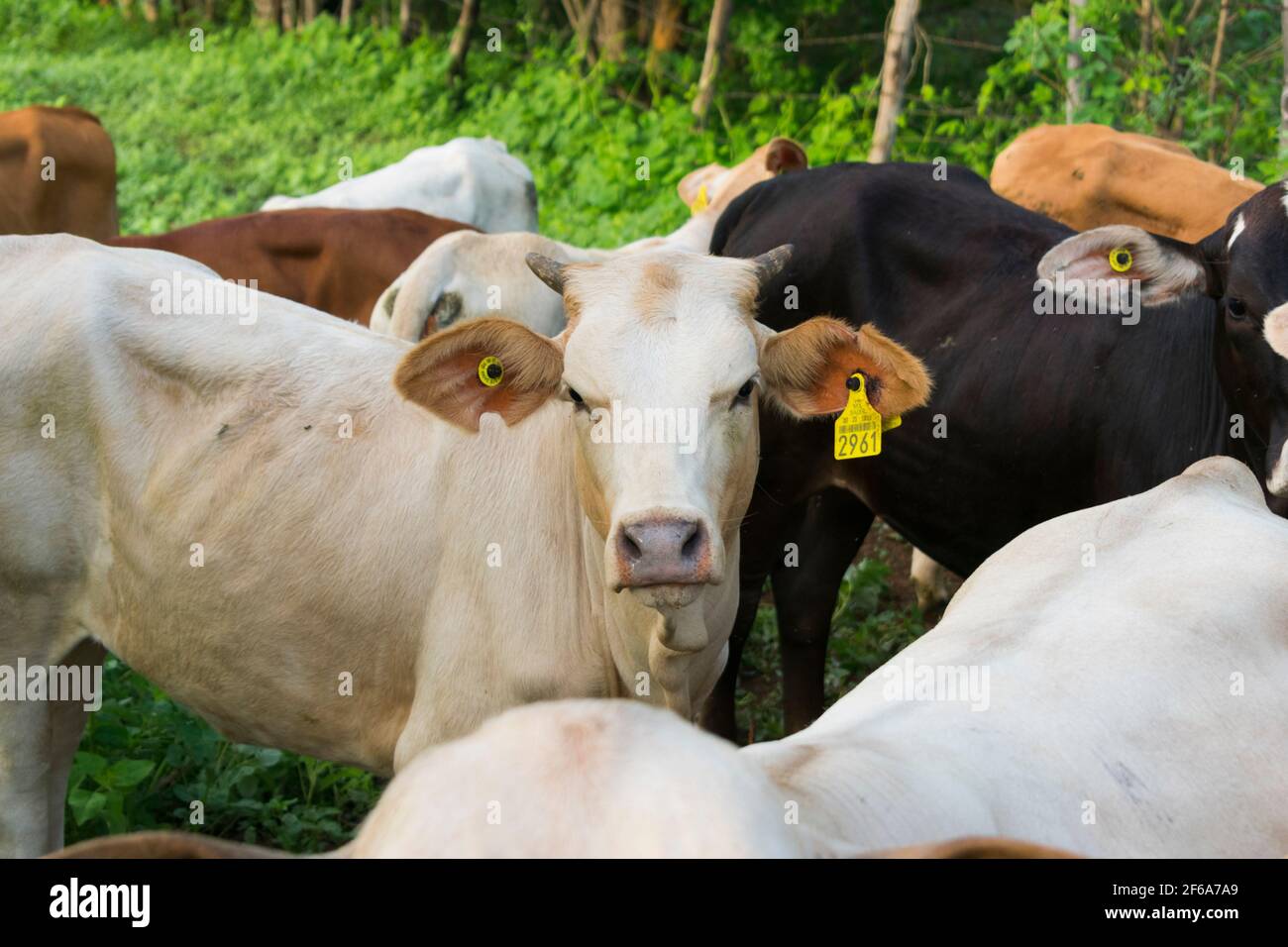 Curious cow looking at camera Stock Photo - Alamy
