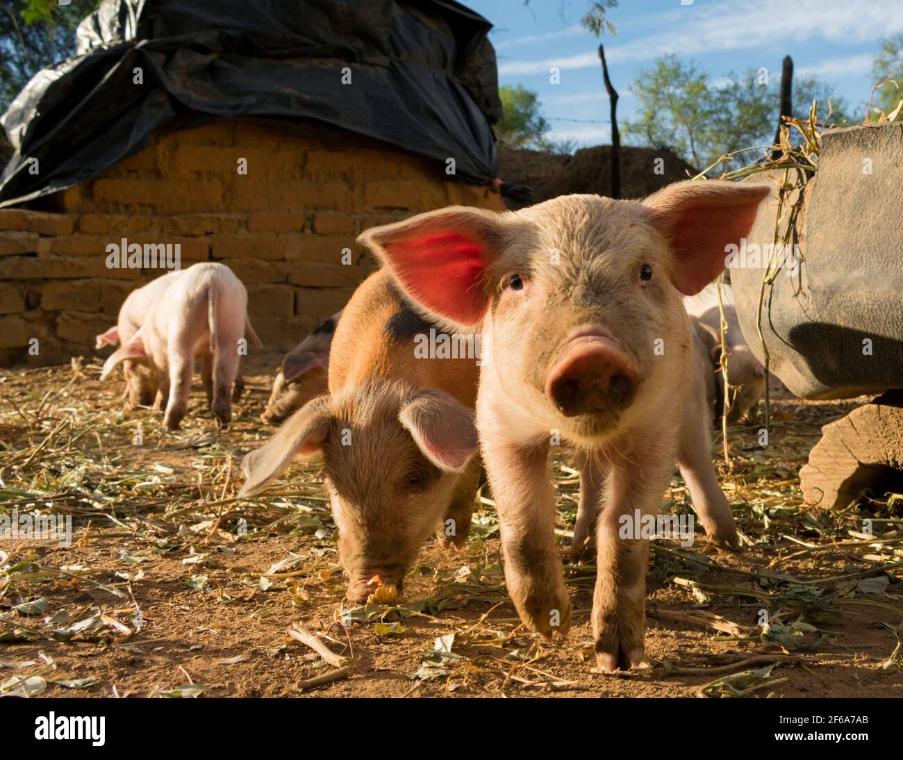 Curious pigs hi-res stock photography and images - Alamy