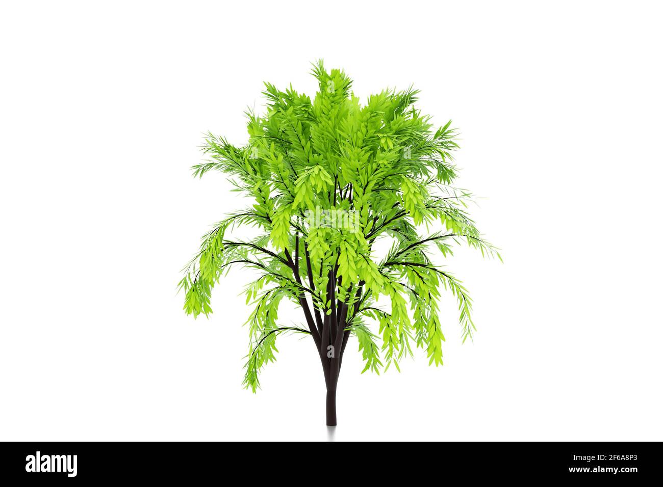 3d illustration of realistic green decorative tree isolated on white ...