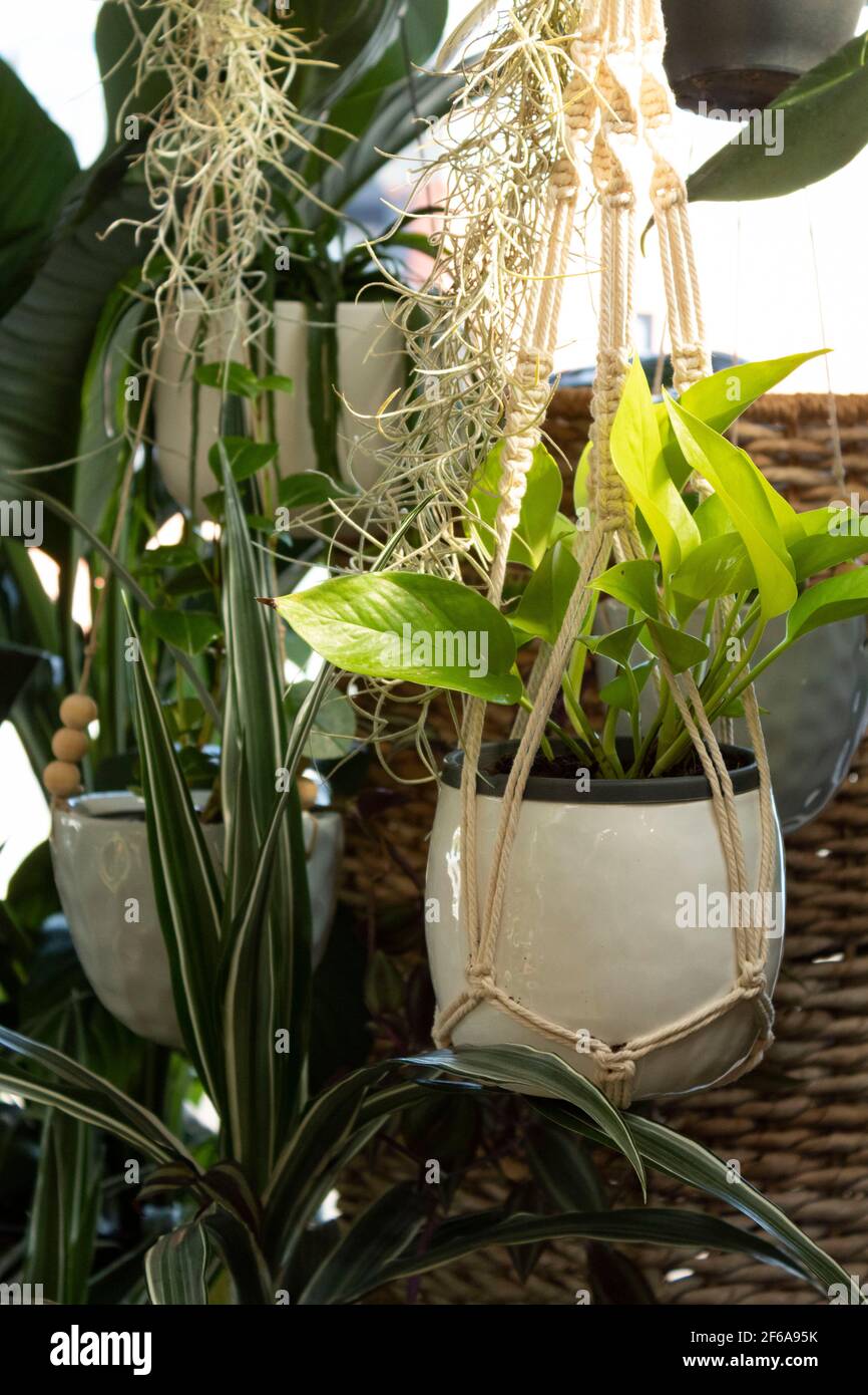 Hanging plants indoor hi-res stock photography and images - Alamy