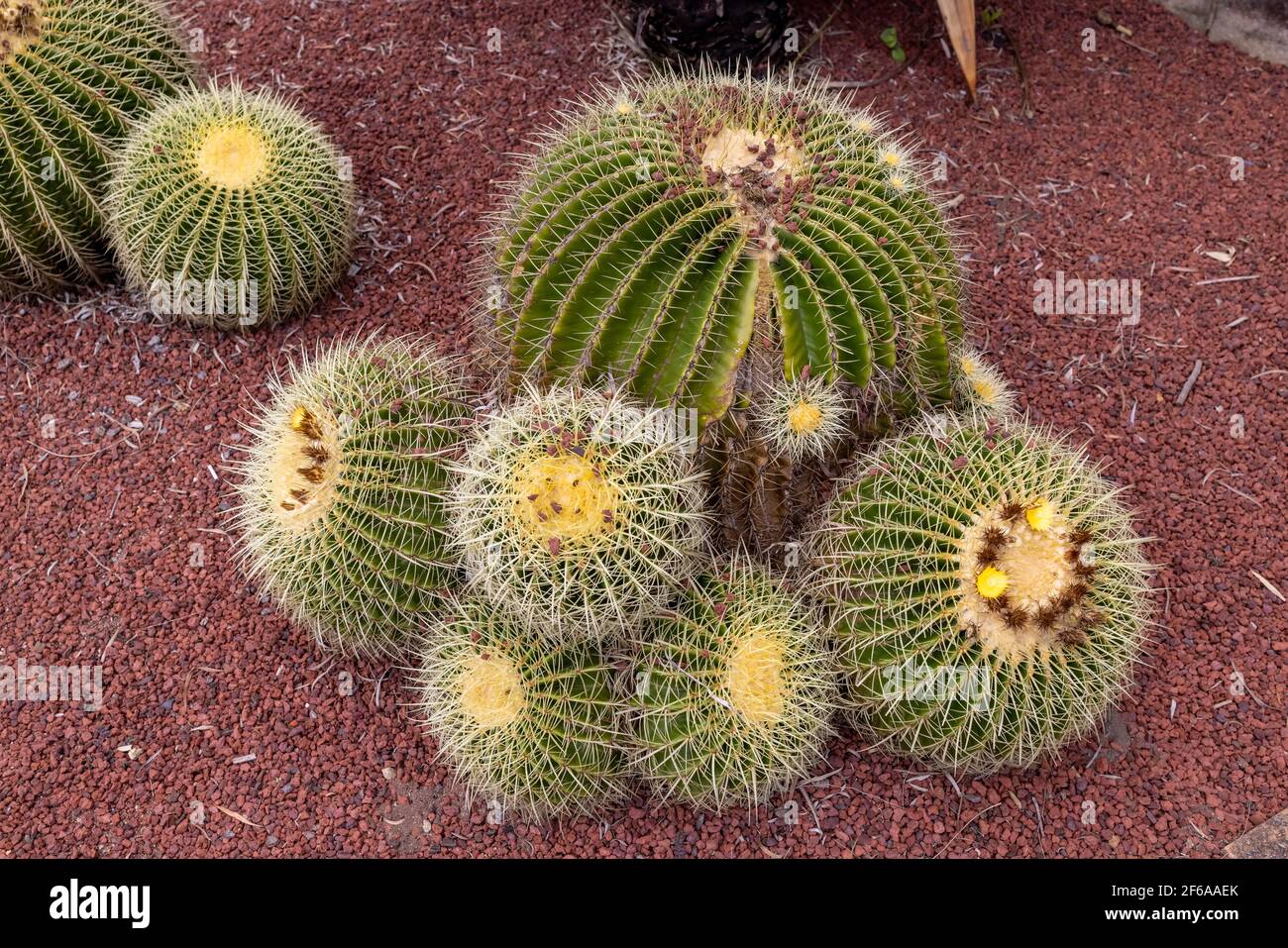 Golden Barrel Cactus from Mexico Stock Photo - Alamy