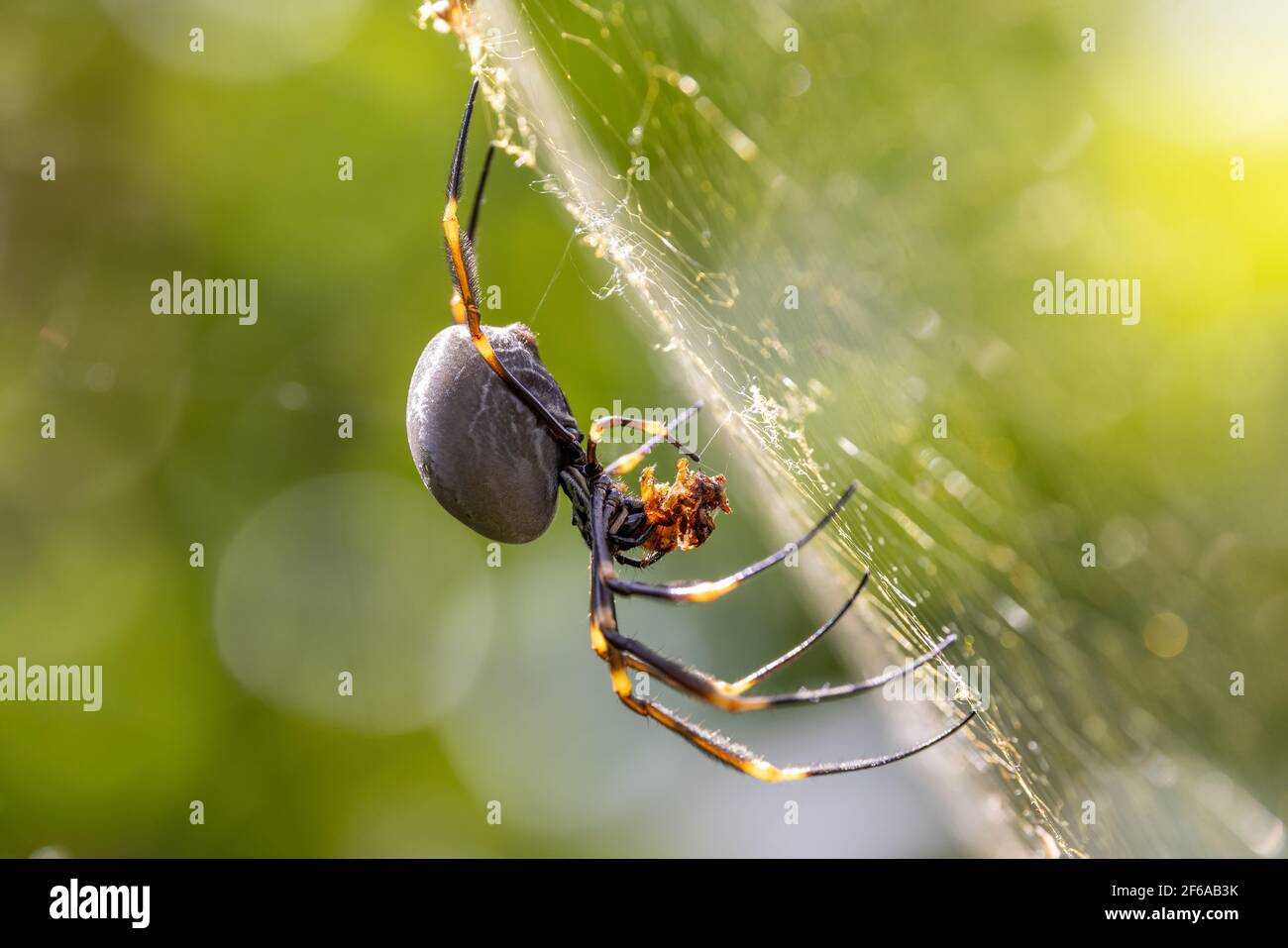 Golden orb weaver australia hi-res stock photography and images - Alamy