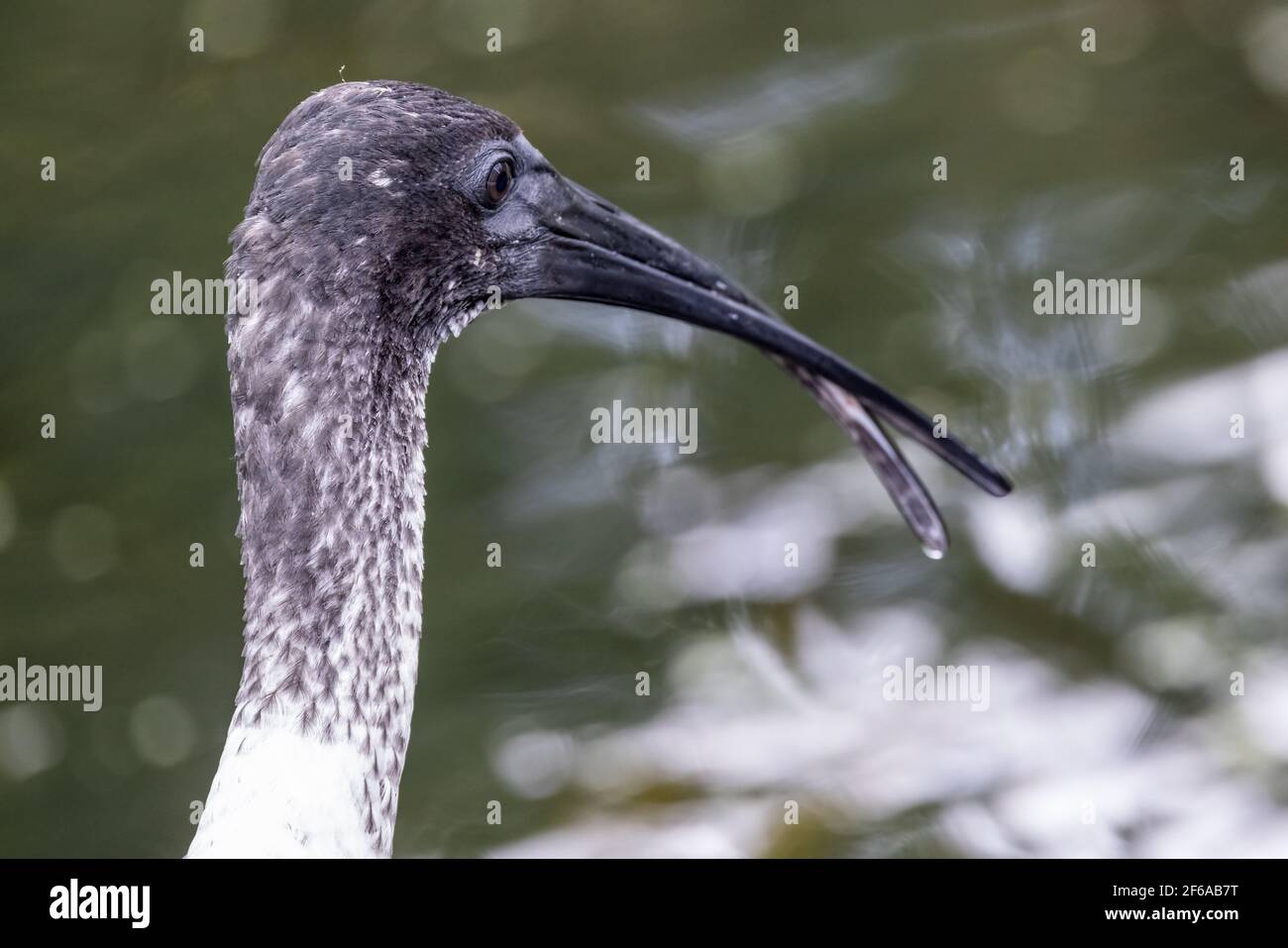Australian White Ibis with deformed bill Stock Photo - Alamy