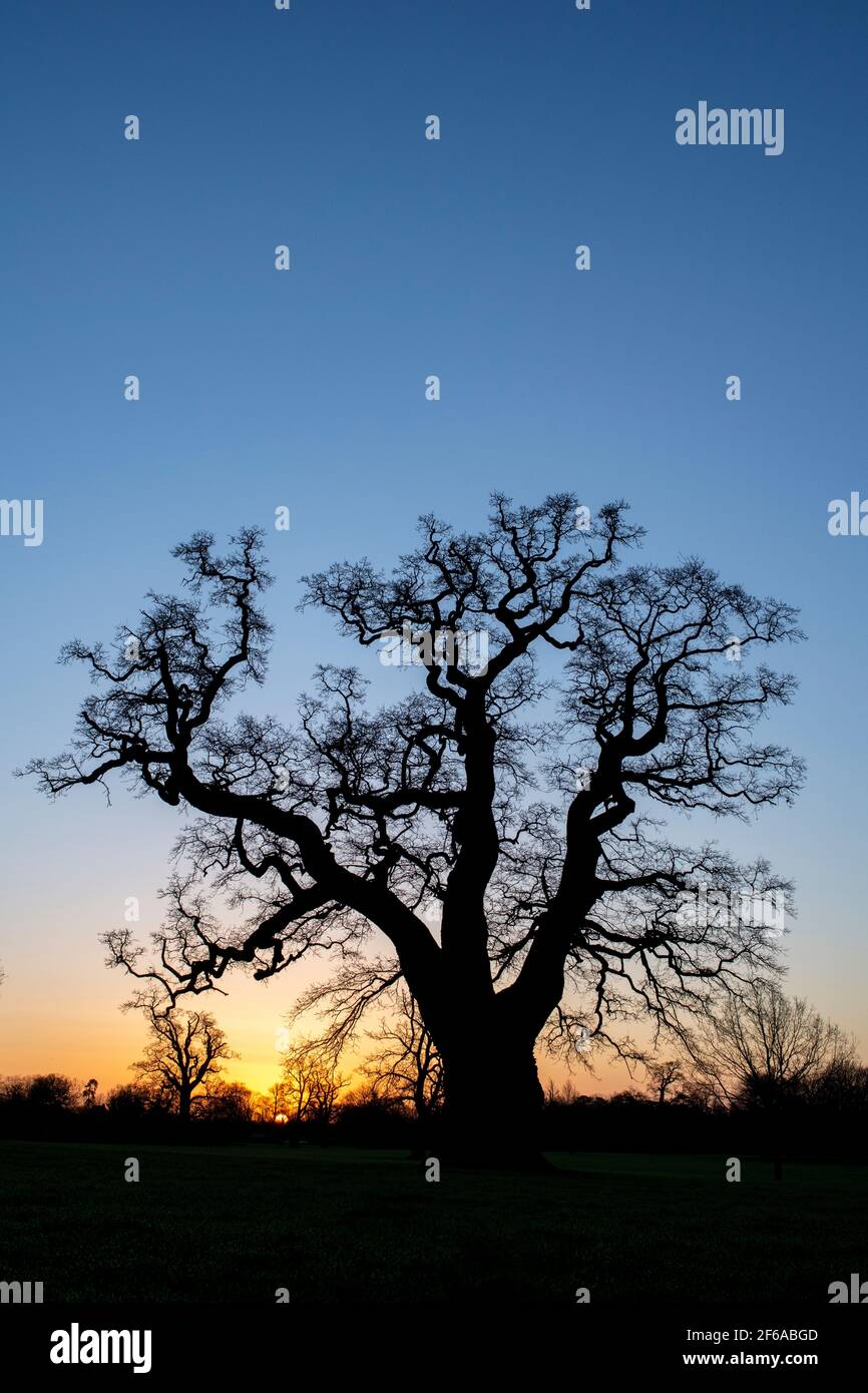 Silhouette old oak tree in early spring at sunrise. Blenheim palace ...