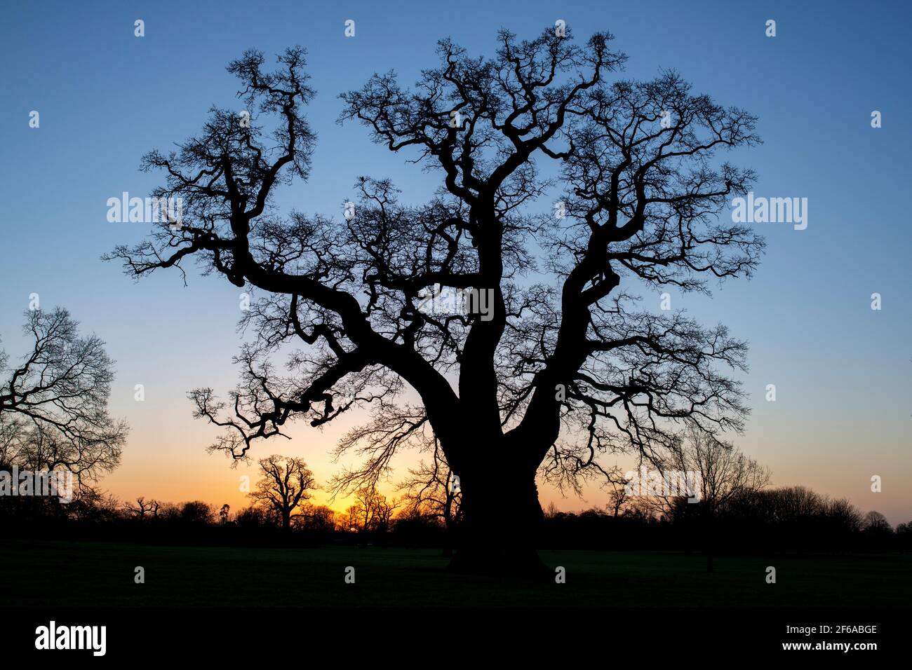 Blenheim palace ancient oaks hi-res stock photography and images - Alamy