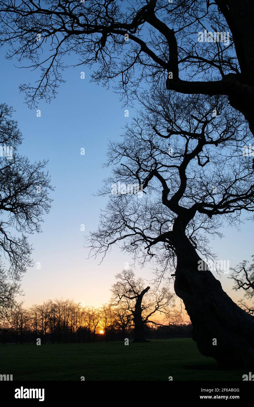 Silhouette old oak trees in early spring at sunrise. Blenheim palace ...