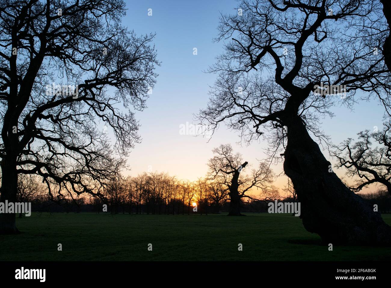 Silhouette old oak trees in early spring at sunrise. Blenheim palace ...