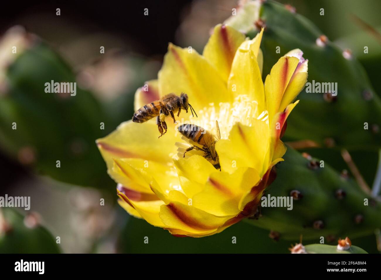 Honey Bees gathering nectar and pollen on cactus flower Stock Photo - Alamy