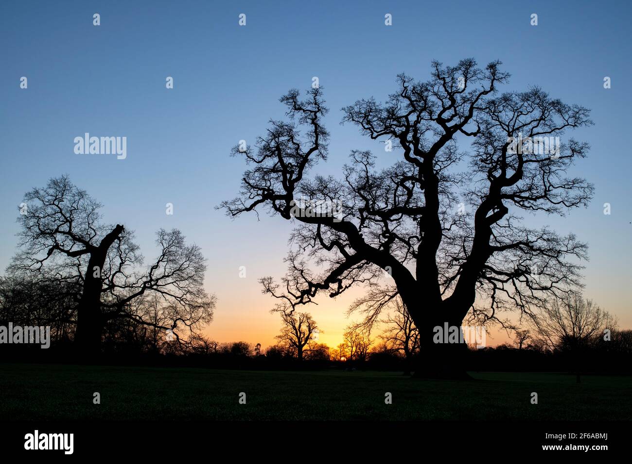 Silhouette old oak trees in early spring at sunrise. Blenheim palace ...