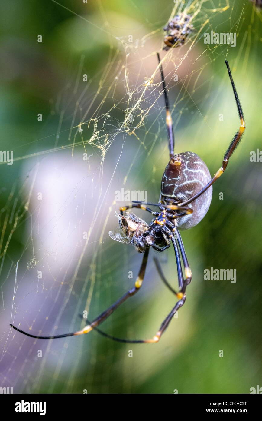 Golden Orb Weaver spider with Honey Bees in its larder Stock Photo - Alamy