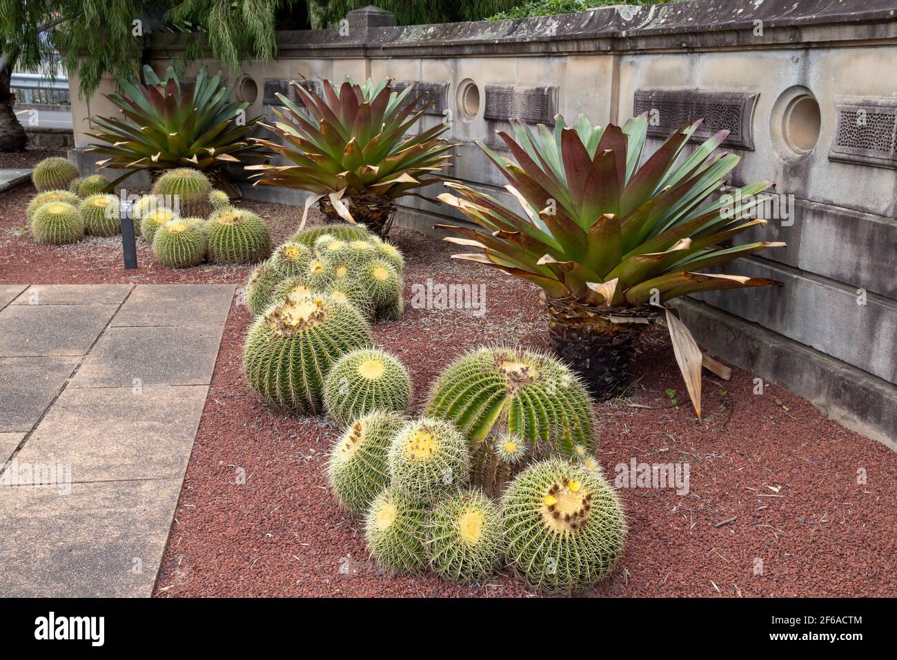 Golden Barrel Cactus and Bromeliads, Royal Botanic Garden Sydney ...