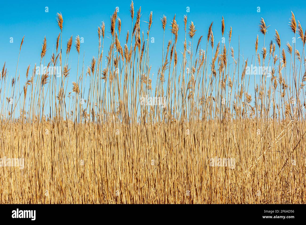 Long grass background hi-res stock photography and images - Alamy