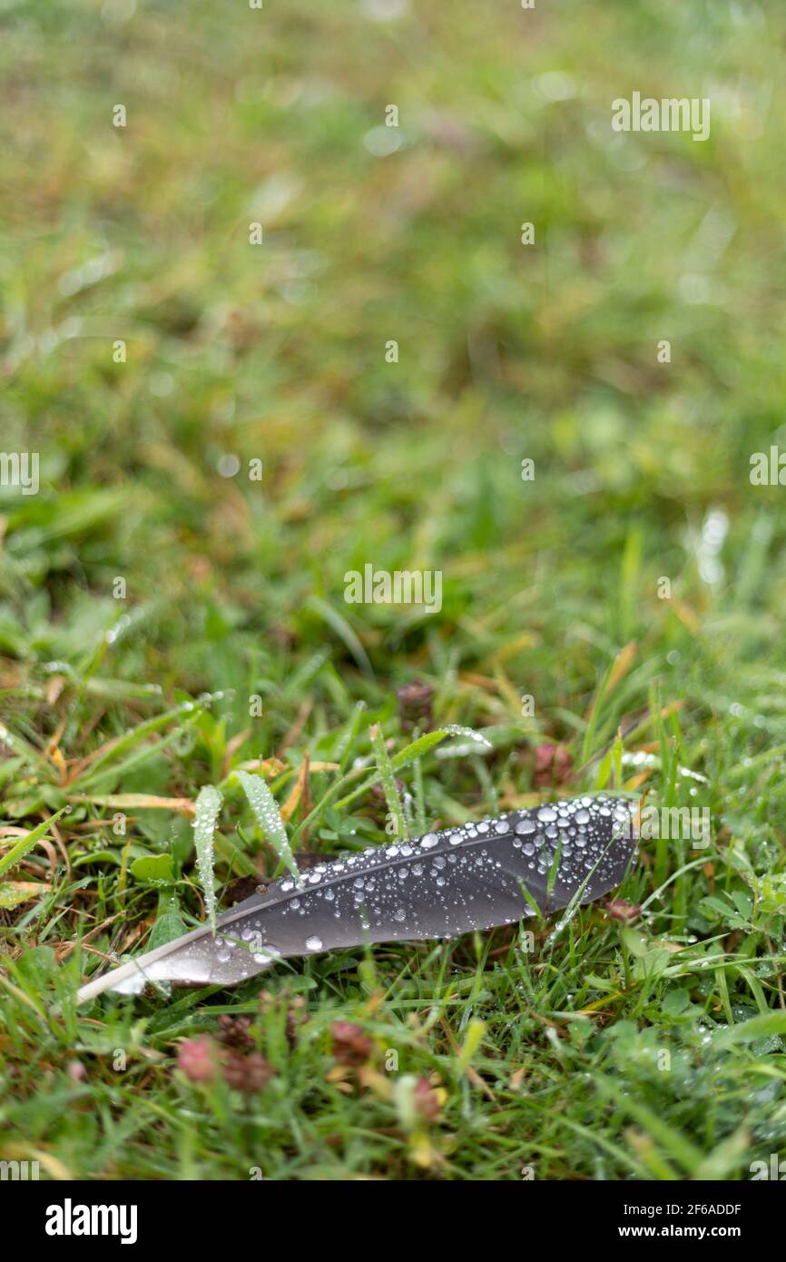 Feather Laying in the Grass Close up Stock Photo - Alamy