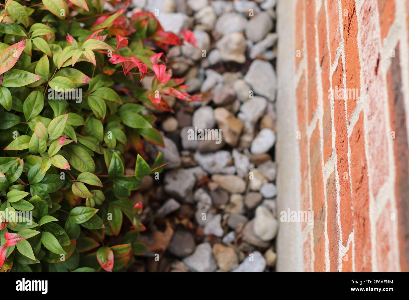 Small bush next to a red brick wall Stock Photo - Alamy