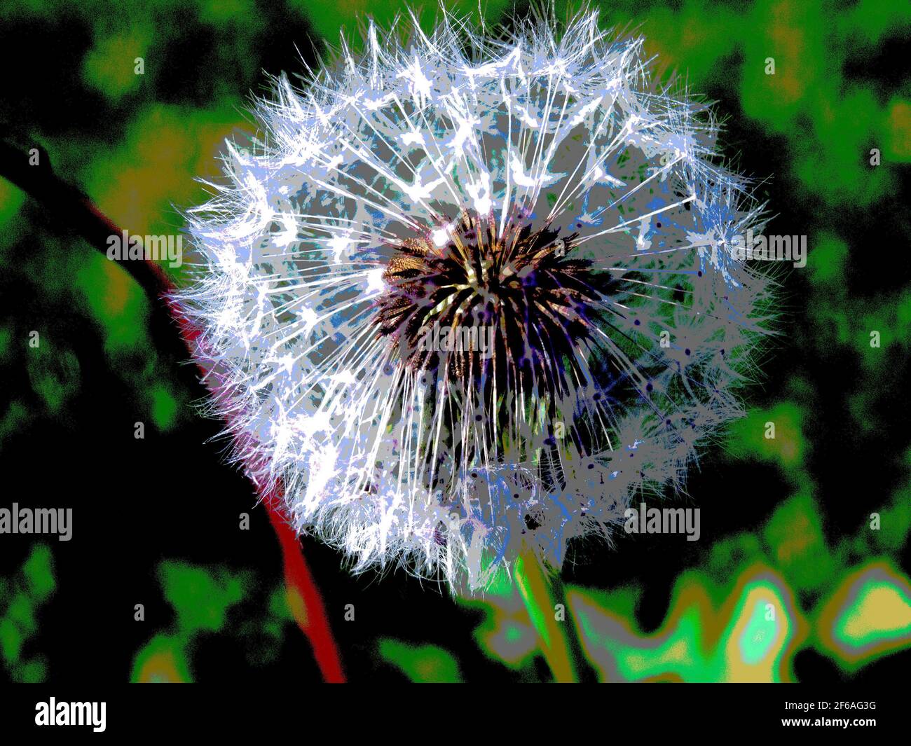 Dandelion On Green - A closeup of the white seed pod of a dandelion ...