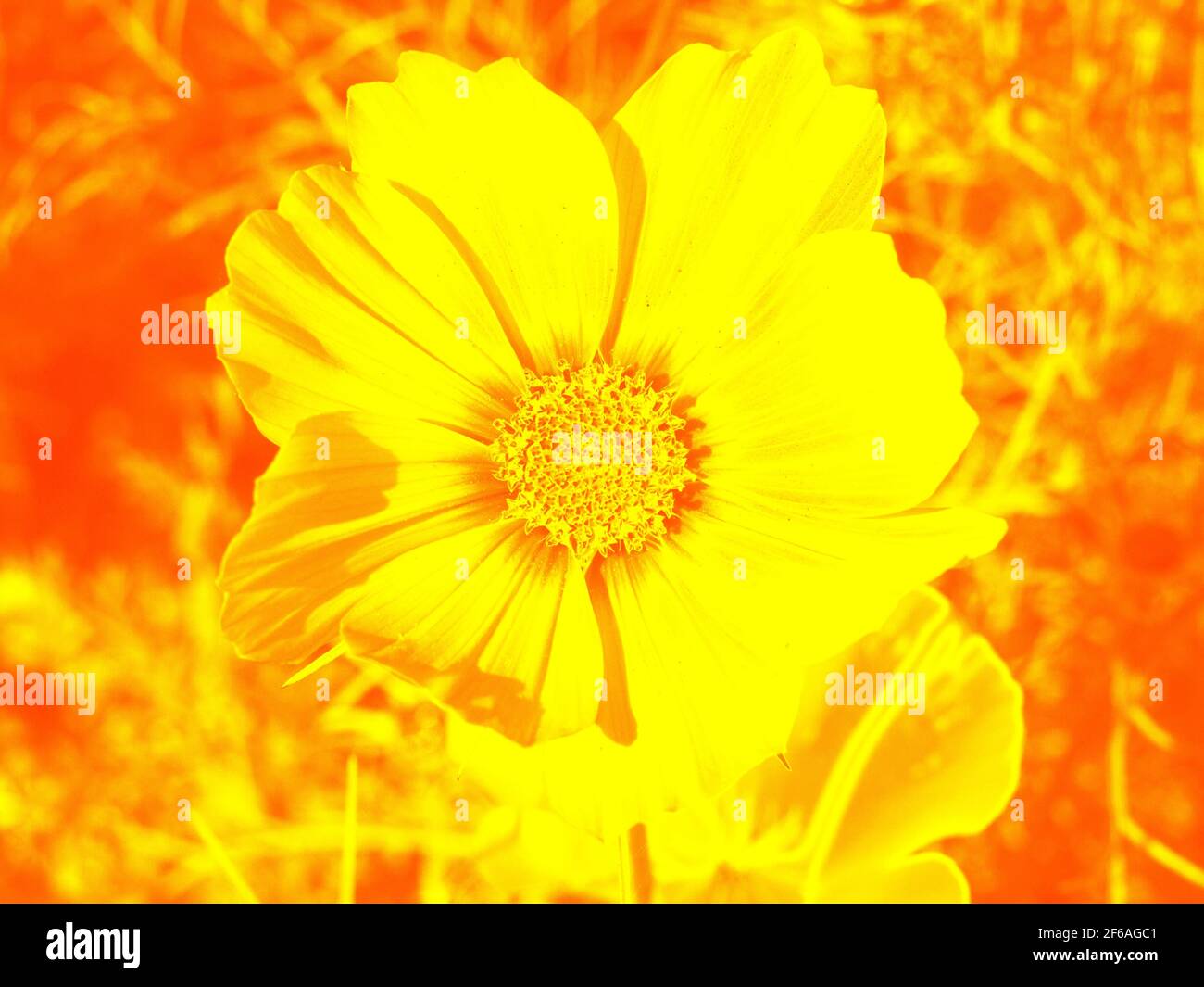 Inverted flower hi-res stock photography and images - Alamy