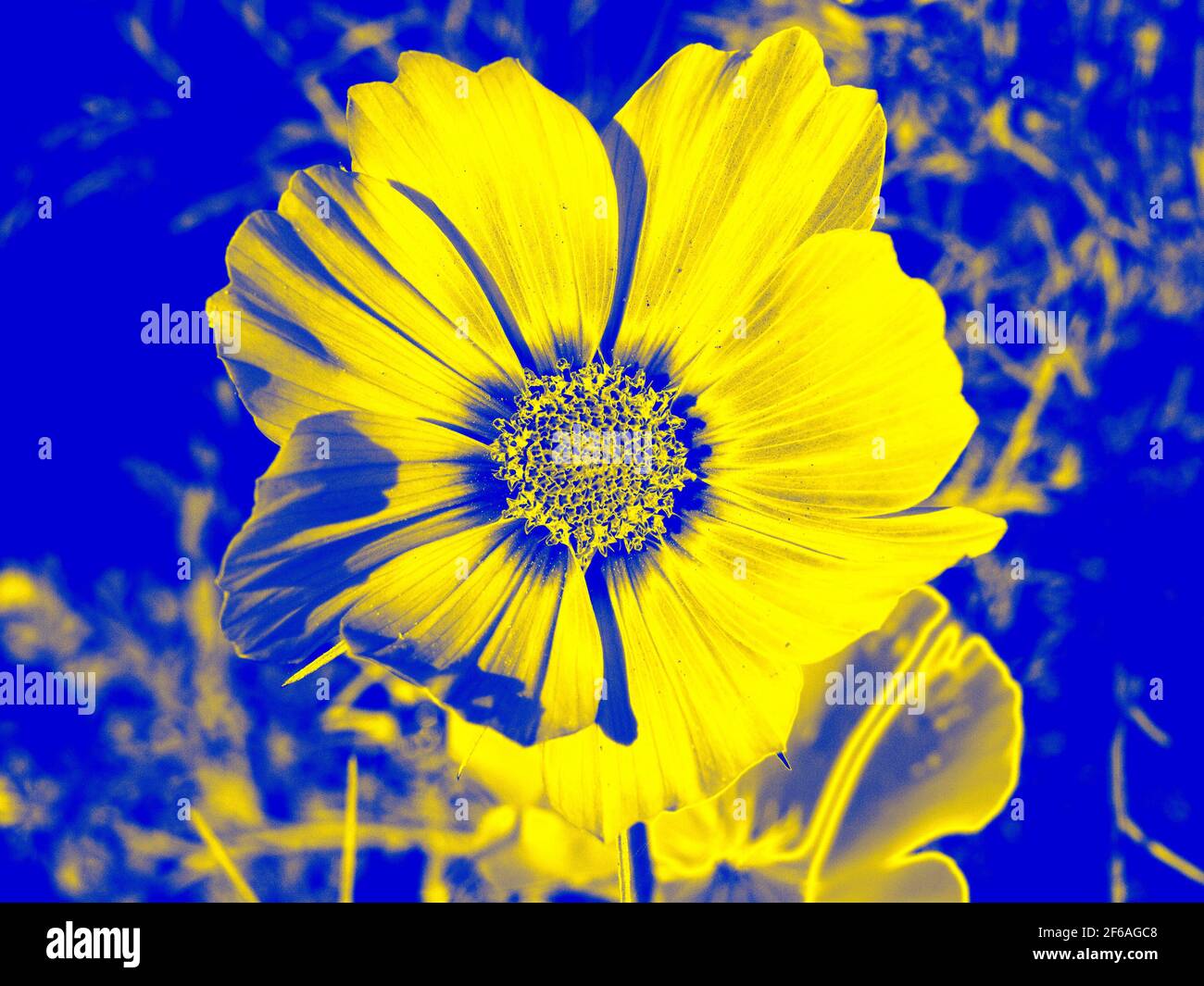 Yellow Flower On Blue - A closeup picture of a beautiful large flower ...