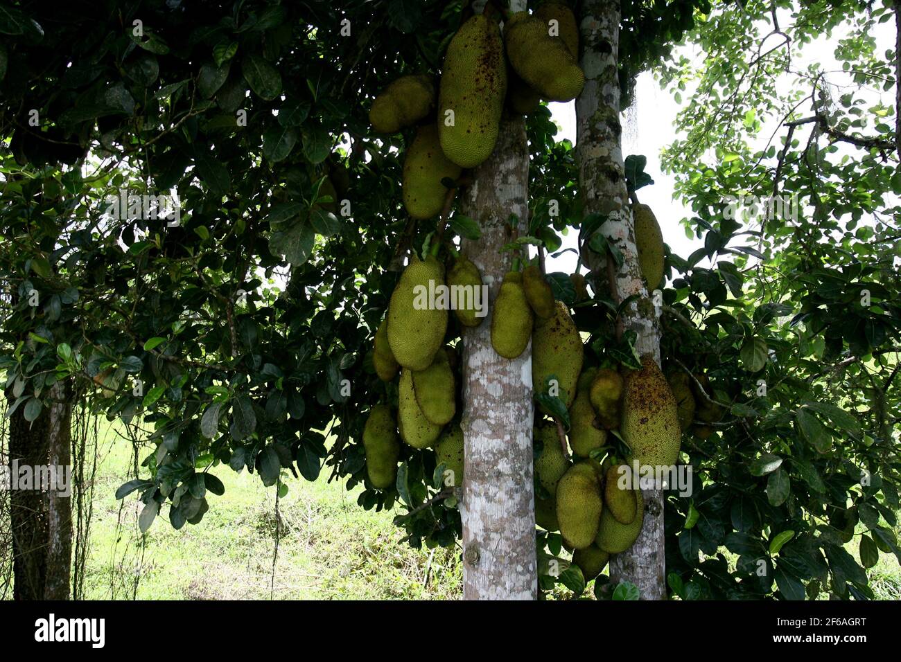salvador, bahia / brazil - october 28, 2013: jackfruit and its fruits ...