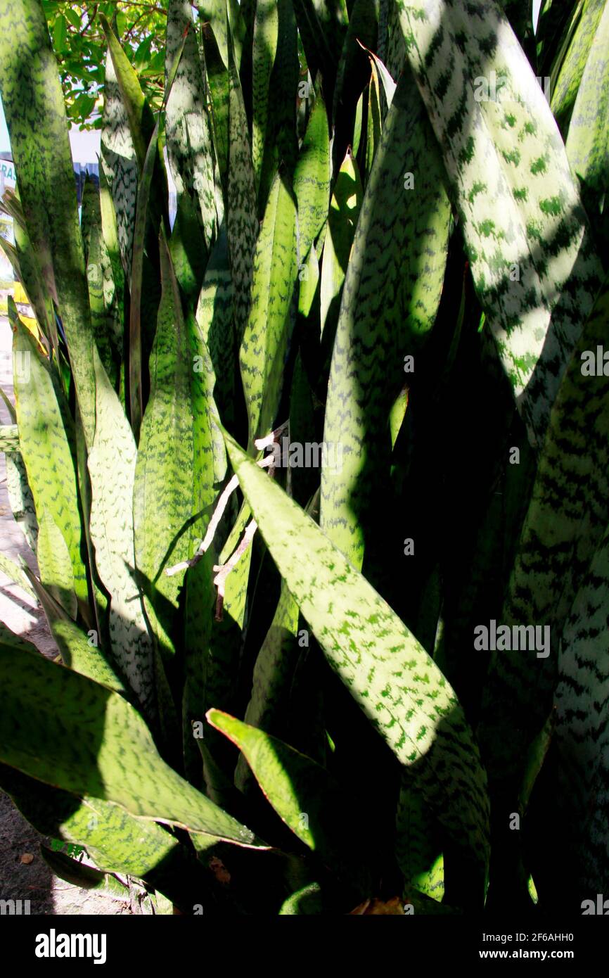Espada de sao jorge hi-res stock photography and images - Alamy