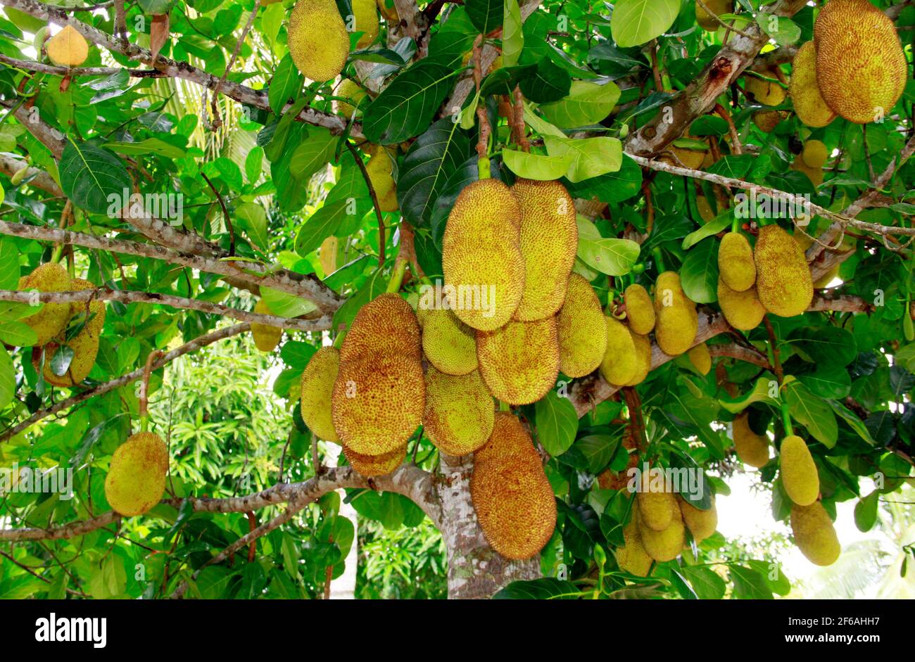 salvador, bahia / brazil - october 28, 2013: jackfruit and its fruits ...