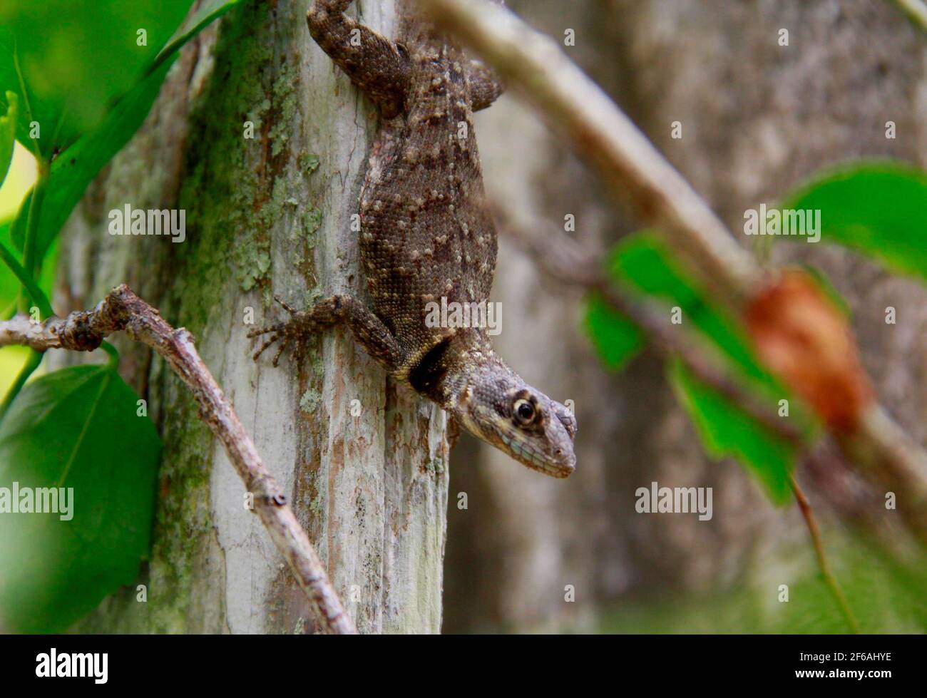 salvador, bahia / brazil - march 28, 2009: gecko is seen in a garden in ...