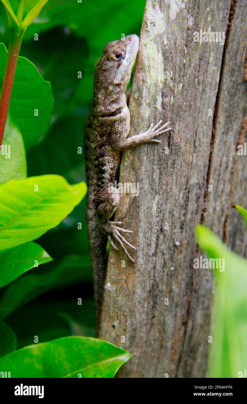 salvador, bahia / brazil - march 28, 2009: gecko is seen in a garden in ...