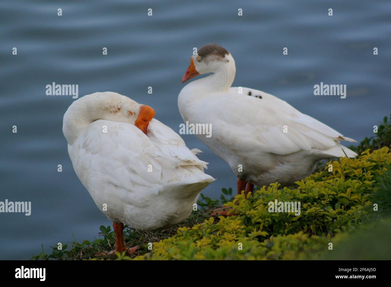 salvador, bahia / brazil - august 23, 2006: geese are seen at Dique de ...