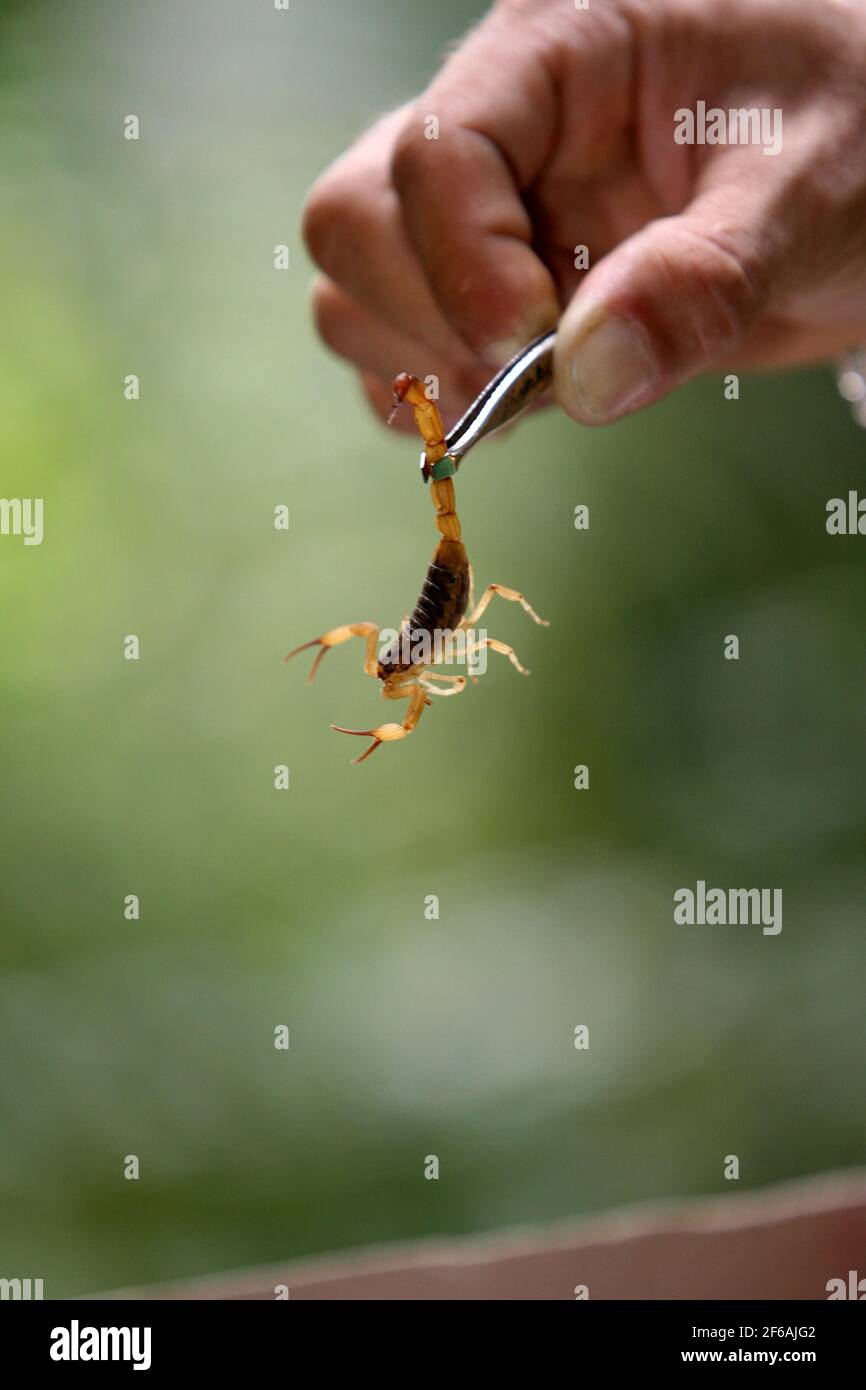 itabuna, bahia / brazil - june 16, 2011: man holds the scorpion insect ...
