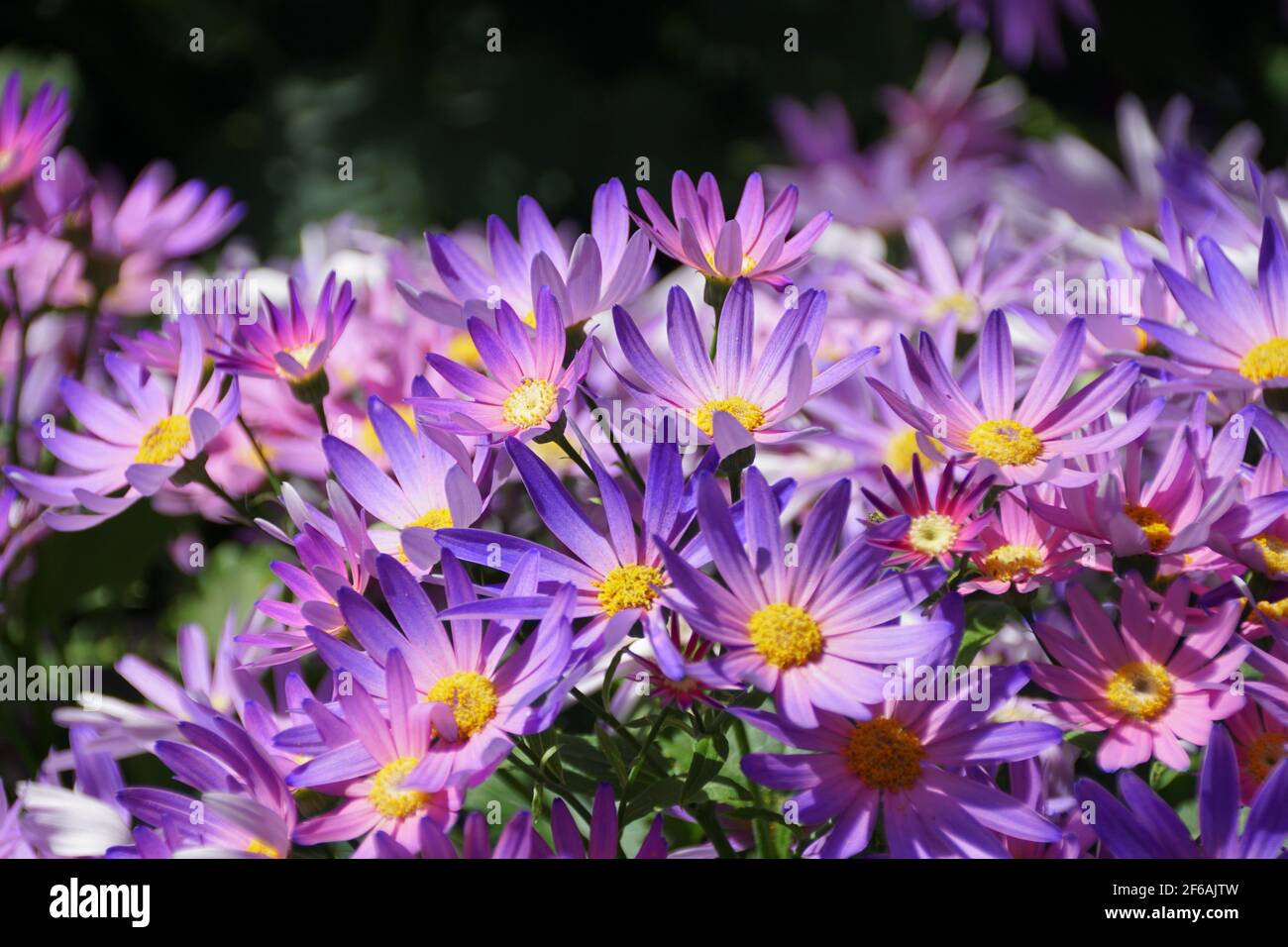 The light purple color of Hybrid Cineraria flowers 'Sunsenegonana ...