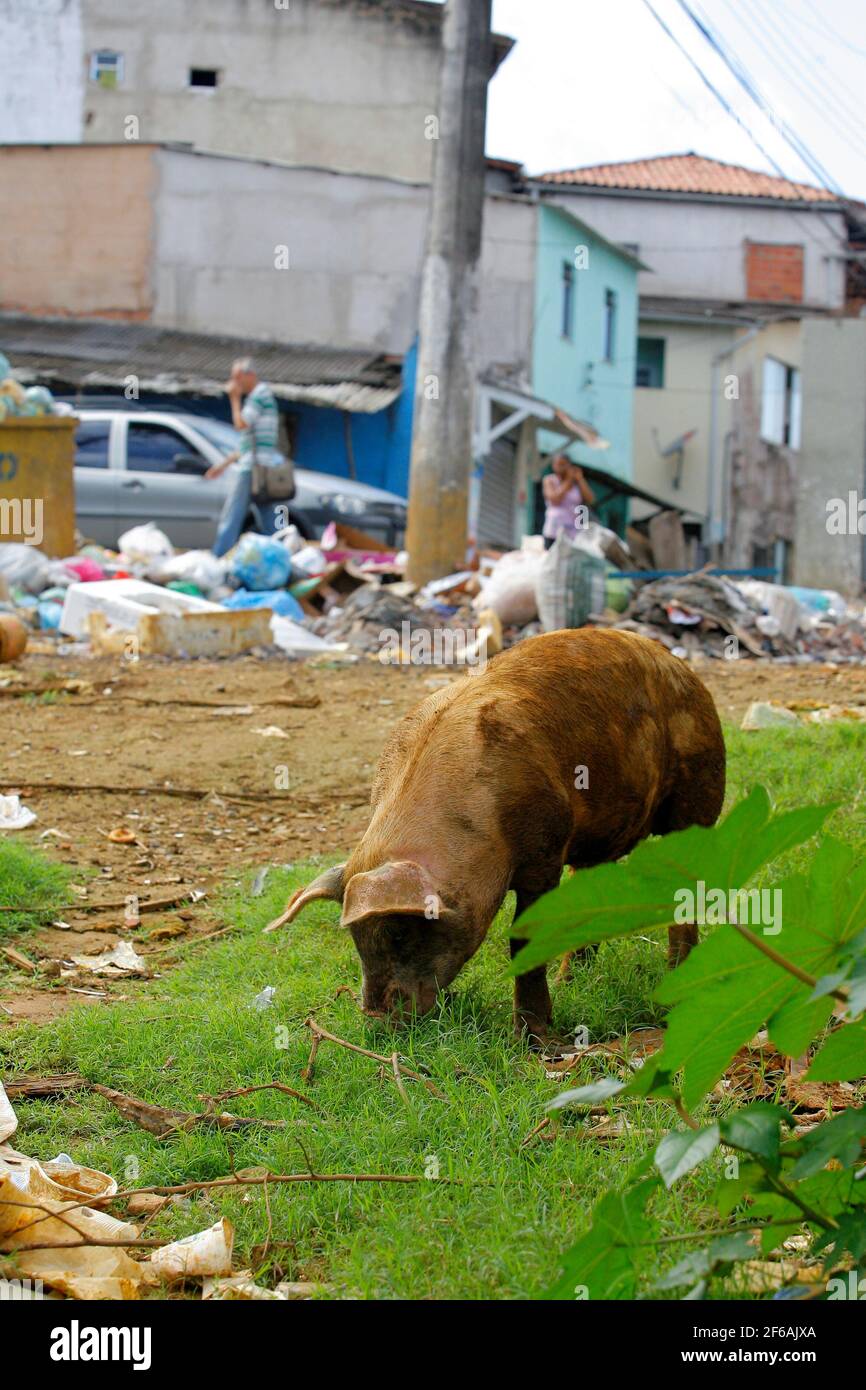 salvador, bahia / brazil - july 4 2013: Pig is seen loose on a public ...