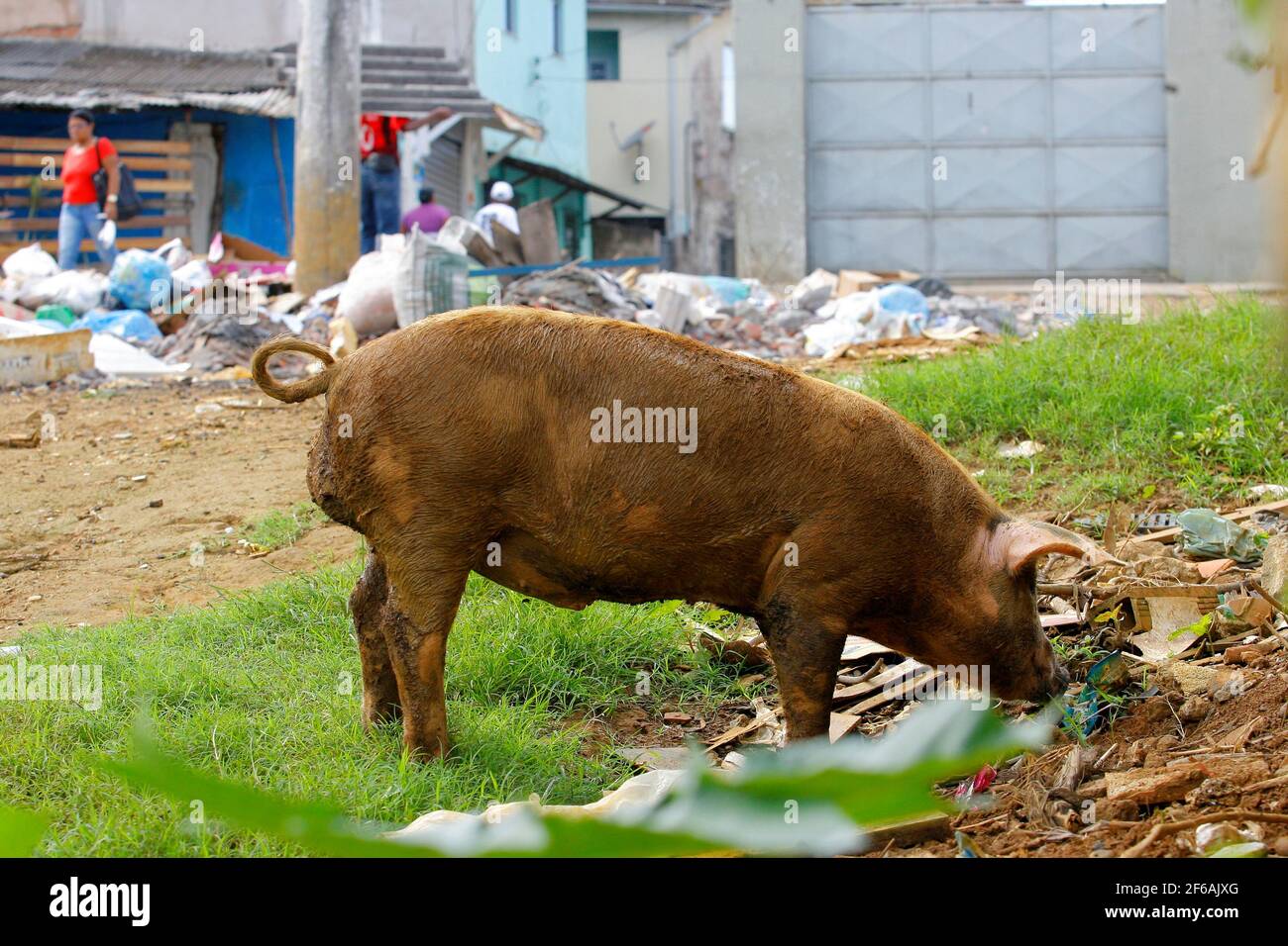 salvador, bahia / brazil - july 4 2013: Pig is seen loose on a public ...