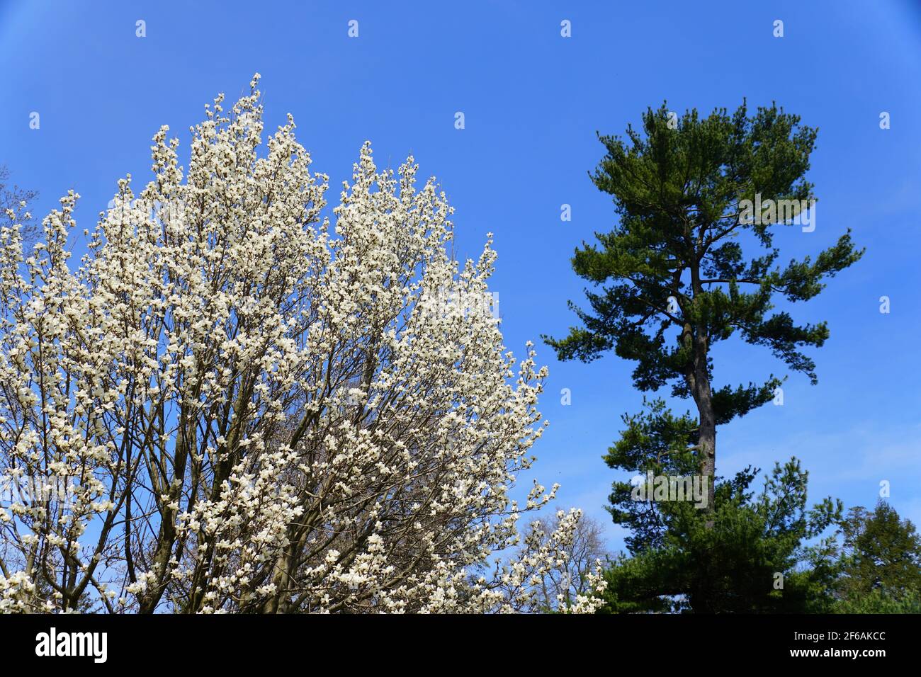 The top view of the white magnolia flowering tree, blooming in the ...