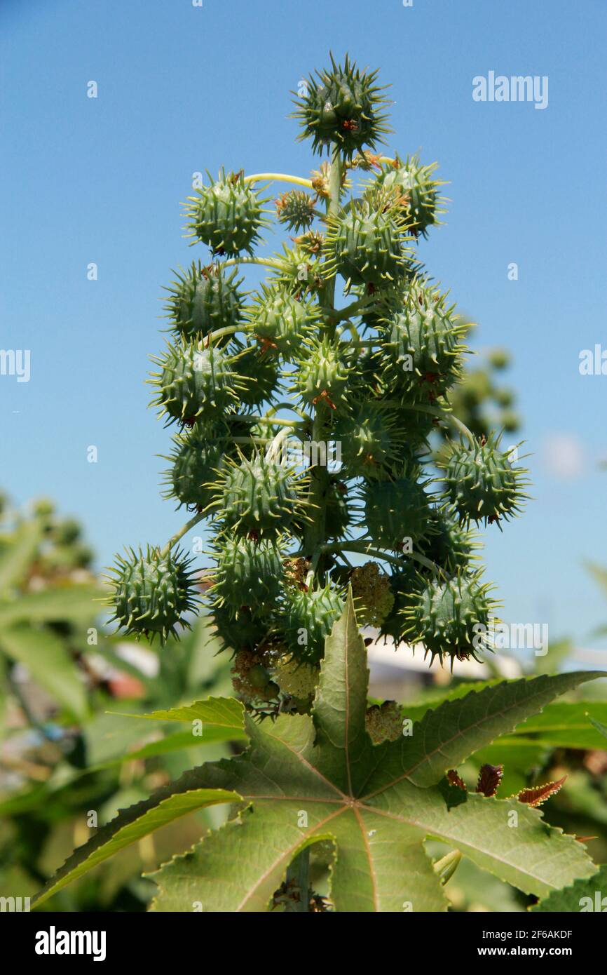 Castor plantation hi-res stock photography and images - Alamy