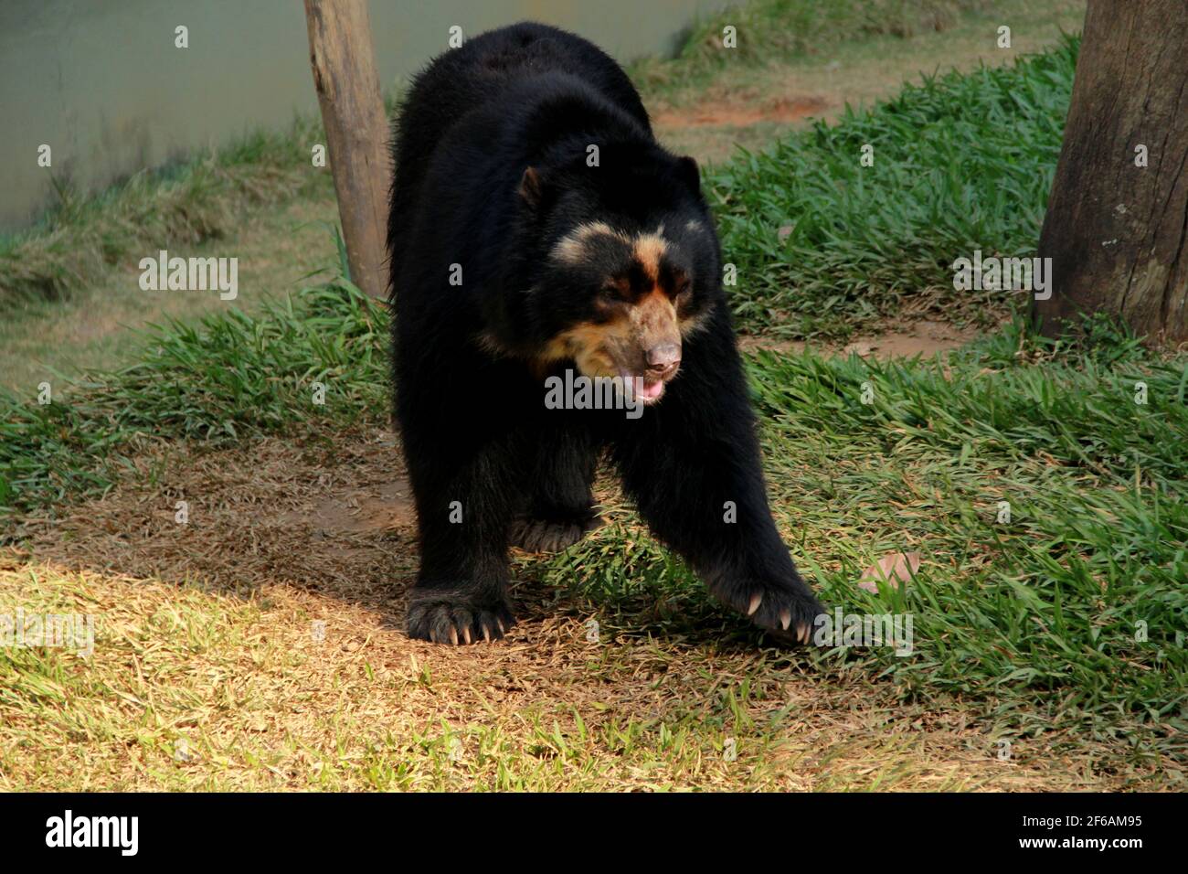 salvador, bahia / brazil - september 22, 2012: Animal bear is seen at ...