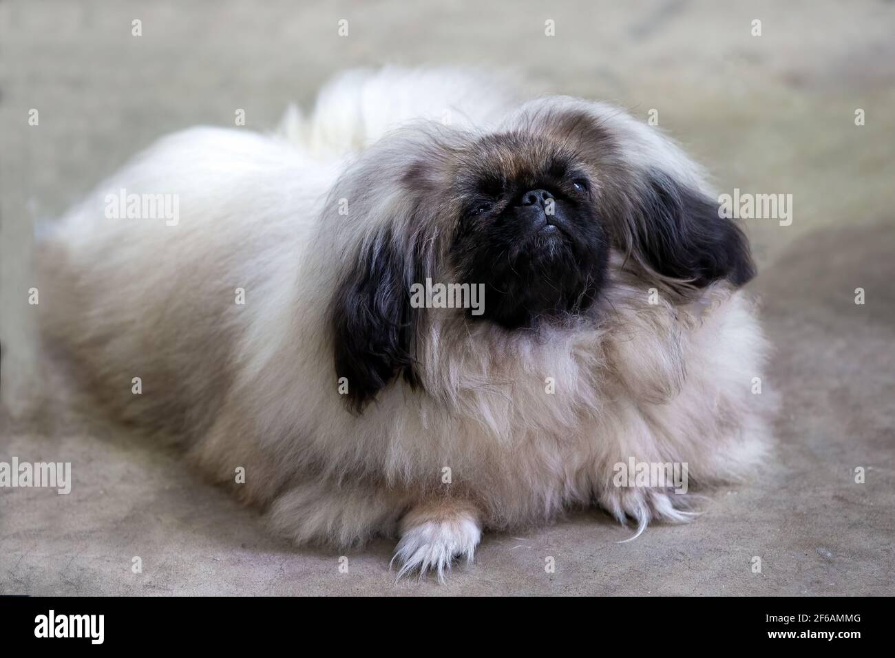 Pekingese puppy at a dog show Stock Photo - Alamy