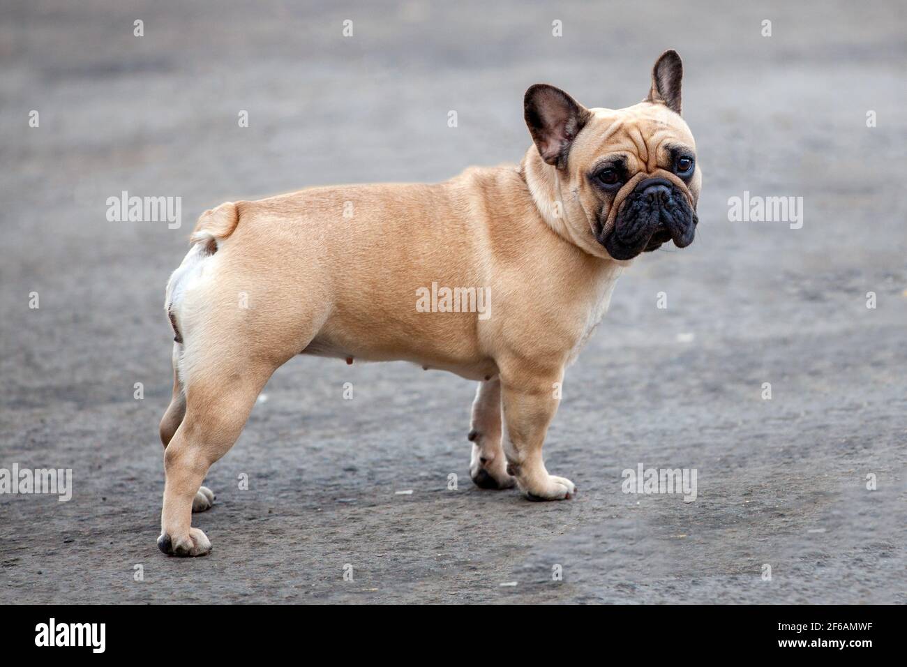 French Bulldog at a dog show Stock Photo - Alamy