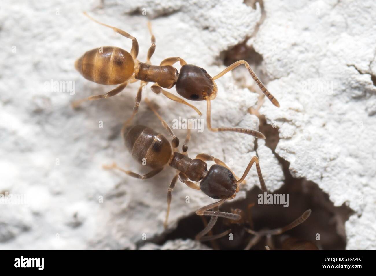 Macro Photography of Two Tiny Ants on White Wall Stock Photo - Alamy