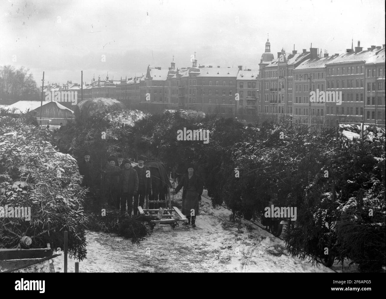 Christmas Tree Transport Stock Photo - Alamy