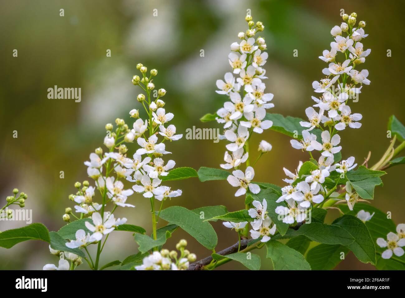 White flowers blooming bird cherry. Bird Cherry Tree in Blossom. Close ...