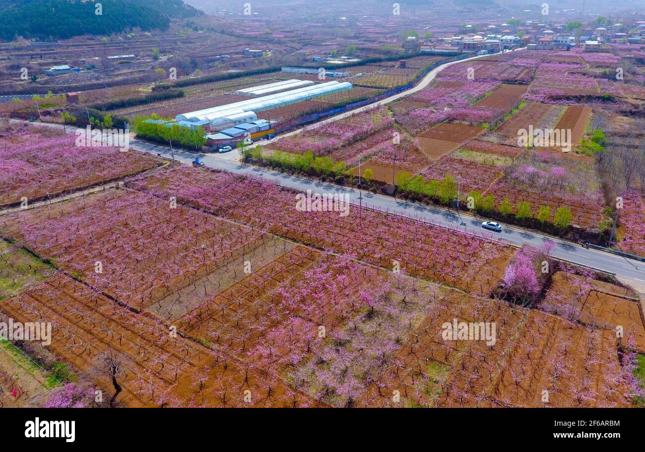 Jinan. 30th Mar, 2021. Aerial photo taken on March 30, 2021 shows peach ...