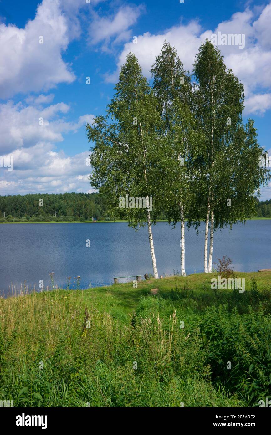 Single birch tree hi-res stock photography and images - Alamy